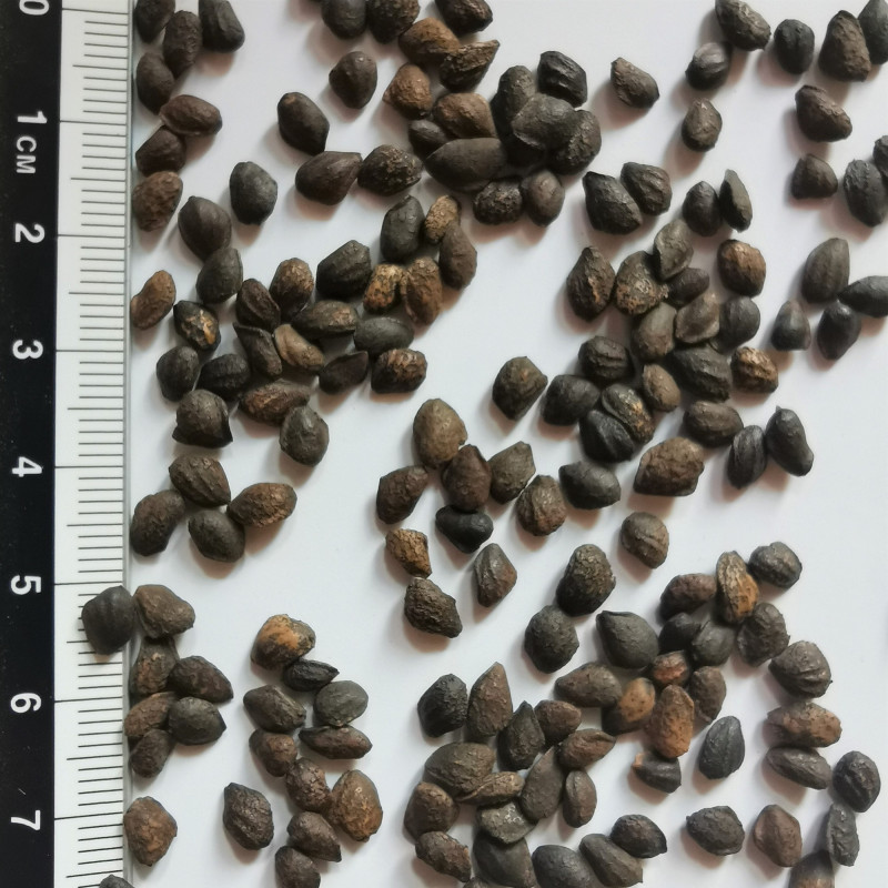 Graines de Pin à l'encens - Semences de Pinus taeda