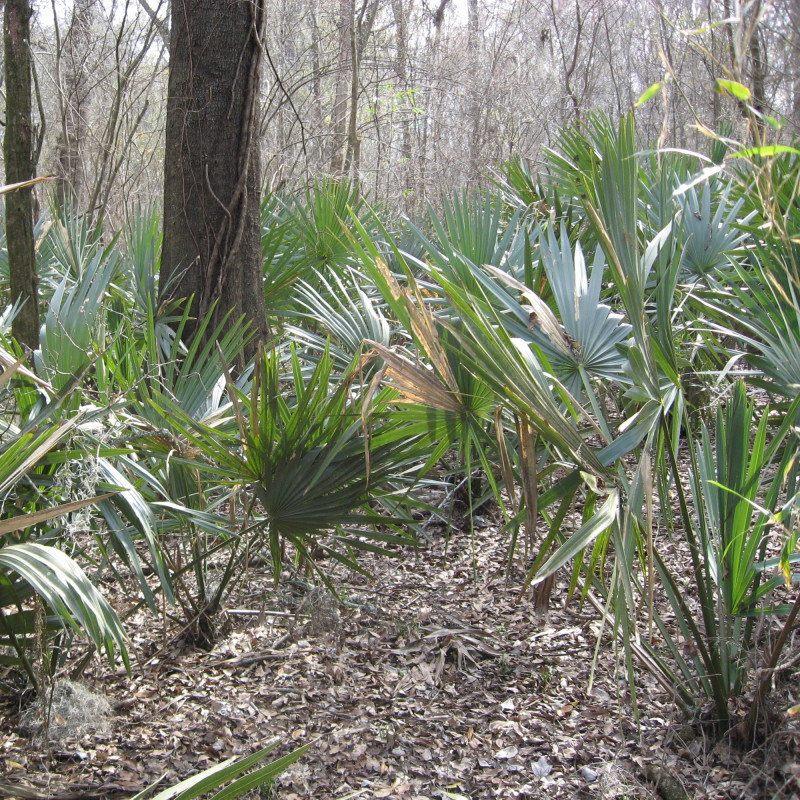 Graines de Sabal nain - Semences de Sabal minor