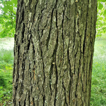 Graines de marronnier commun - Semences d'Aesculus hippocastanum