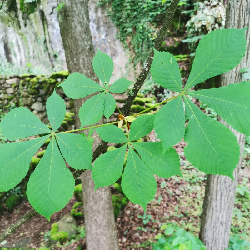 Graines de marronnier commun - Semences d'Aesculus hippocastanum