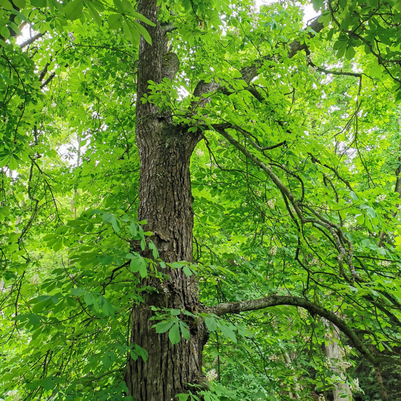 Graines de marronnier commun - Semences d'Aesculus hippocastanum