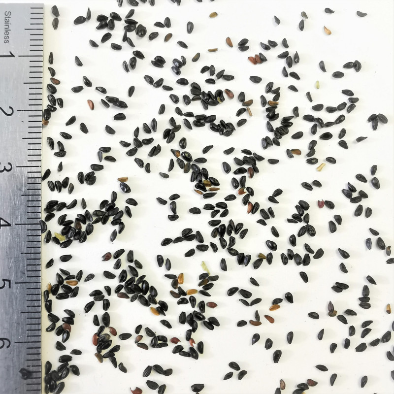 Graines d'Ancolie commune - Semences de Aquilegia vulgaris - Provenance Massif Central