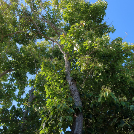 Graines d'Arbre de vie, Happy tree - Semences de Camptotheca acuminata