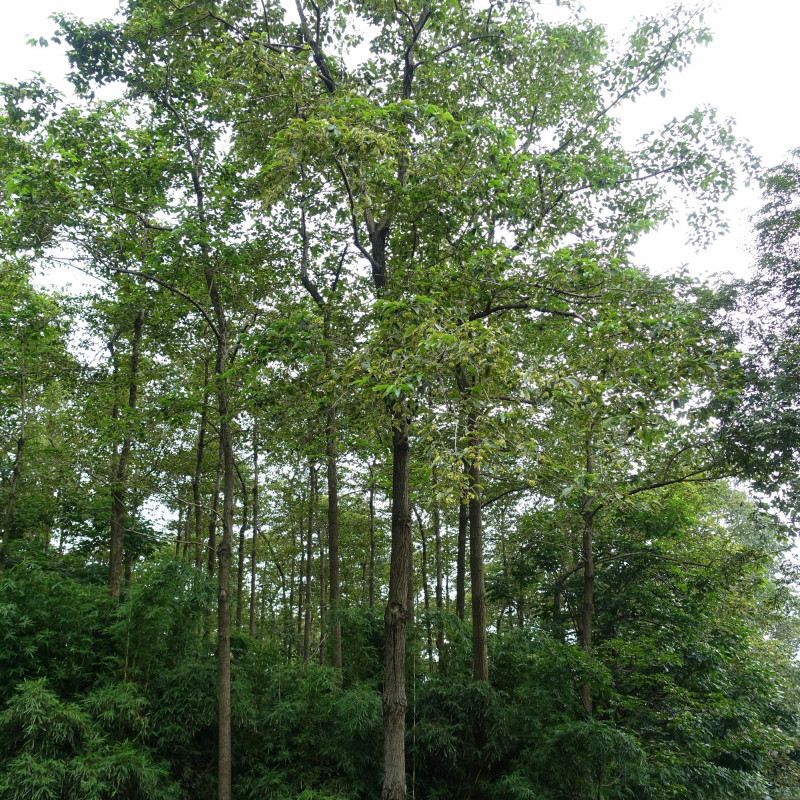 Graines d'Arbre de vie, Happy tree - Semences de Camptotheca acuminata