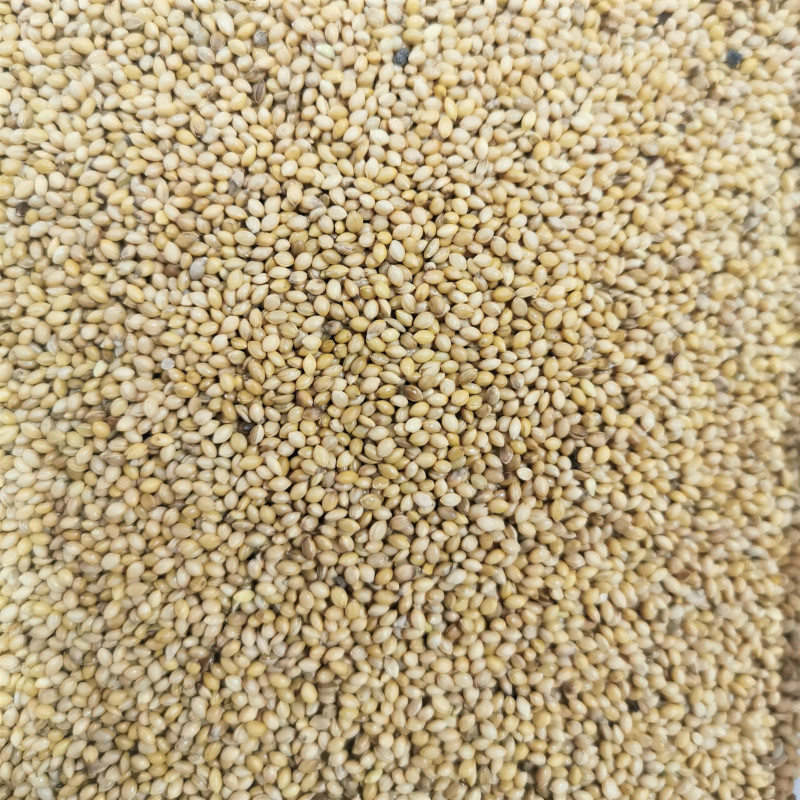 Graines de Setaria italica - Semences de Moha