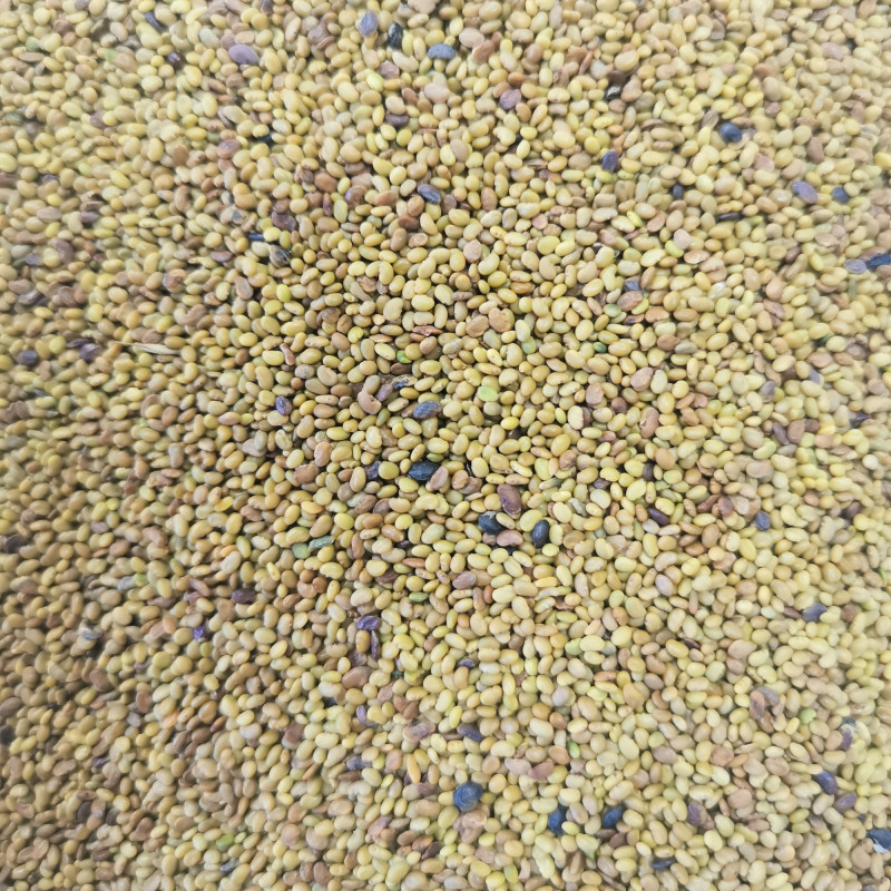 Graine de Luzerne lupuline - Semences de Medicago lupulina