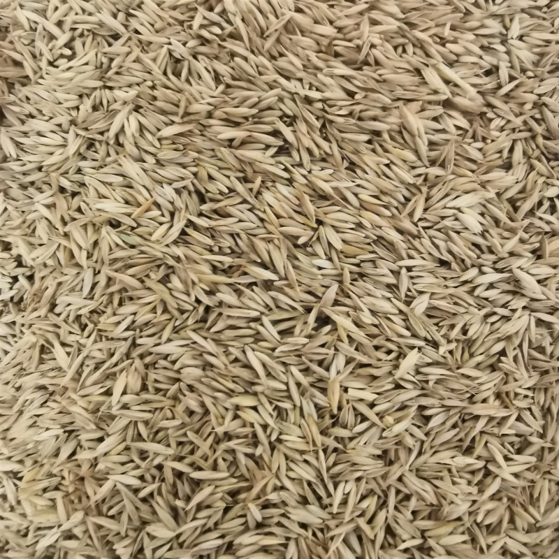 Graines de Dactyle aggloméré- Semences de Dactylis glomerata