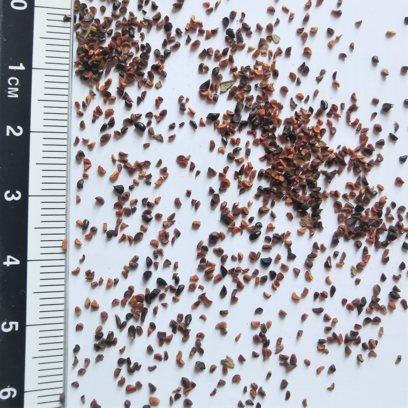 Graines de Gommier de Risdon - Semences d'Eucalyptus risdonii