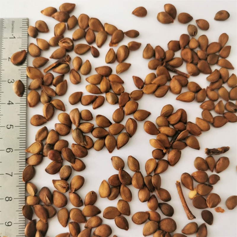 Graines de Malus communis var. bittenfelder