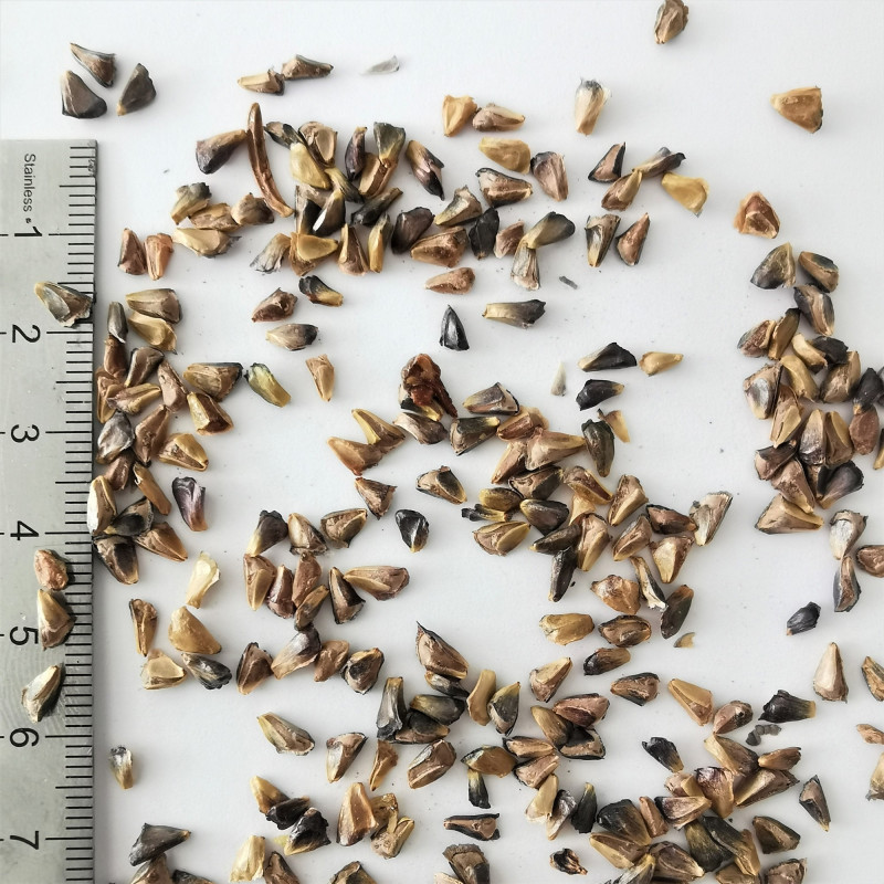 Graines de Sapin de Fraser - Semences d'Abies fraseri