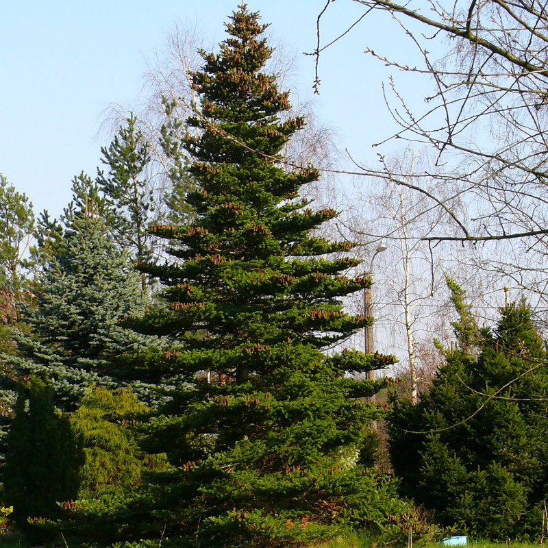 Graines de Sapin de Corée - Semences d'Abies koreana