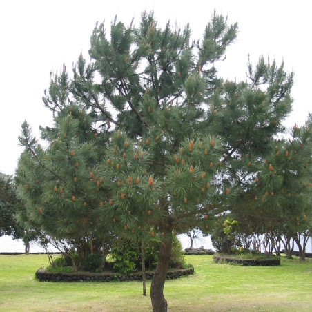 Graines de Pin des Landes - Semences de Pinus pinaster