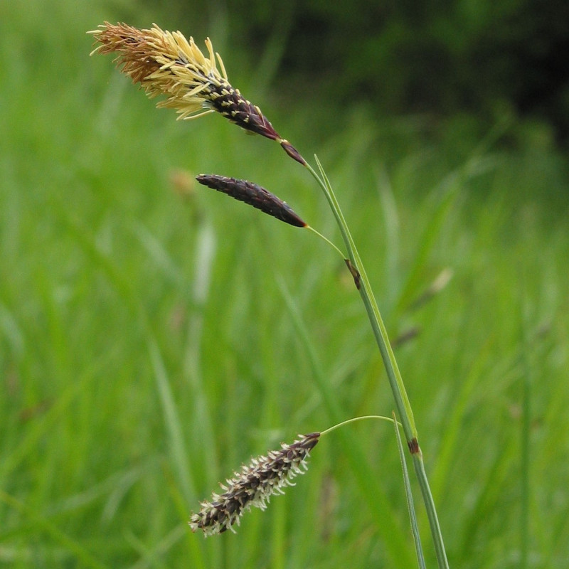 Graines de Laîche glauque - Semences de Carex flacca