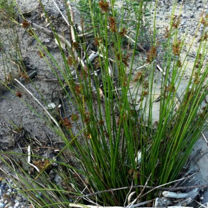 Graines de Jonc épars - Semences de Juncus effusus