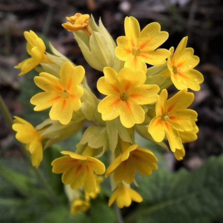 Graines de Coucou, Primevère officinale - Semences de Primula veris