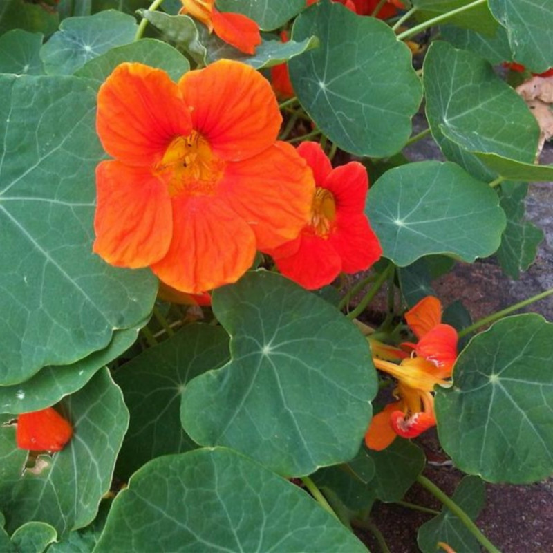 Graines de Capucines - Semences de Tropaeolum majus