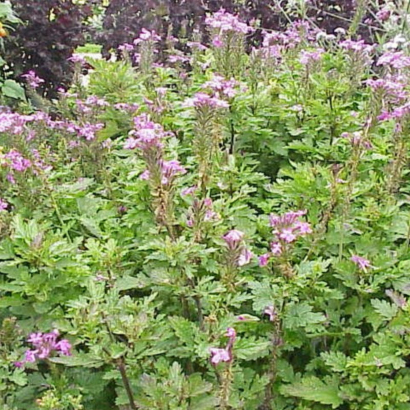 Graine de Verveine du Canada - Semences de Verbena canadensis "toronto ...