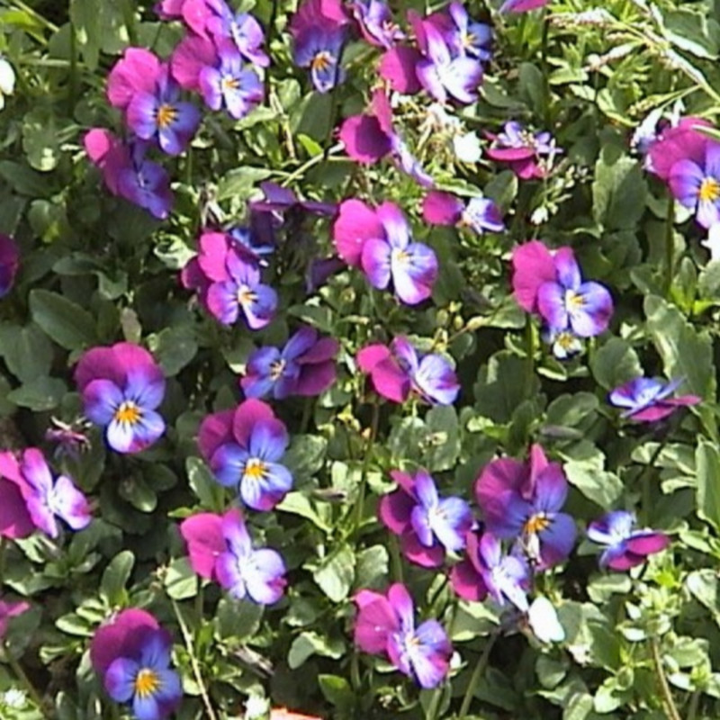 Graines de Violette cornue - Semences de Viola Cornuta