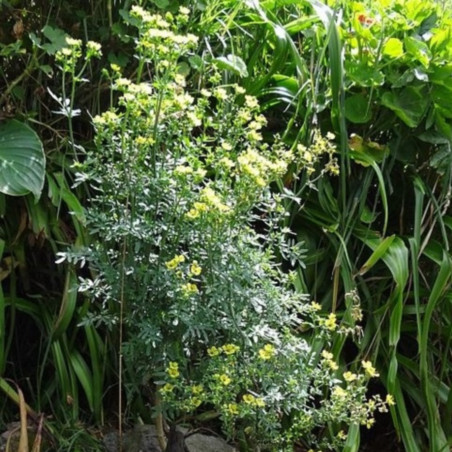 Graines de Rue officinale - Semences de Ruta Graveolens