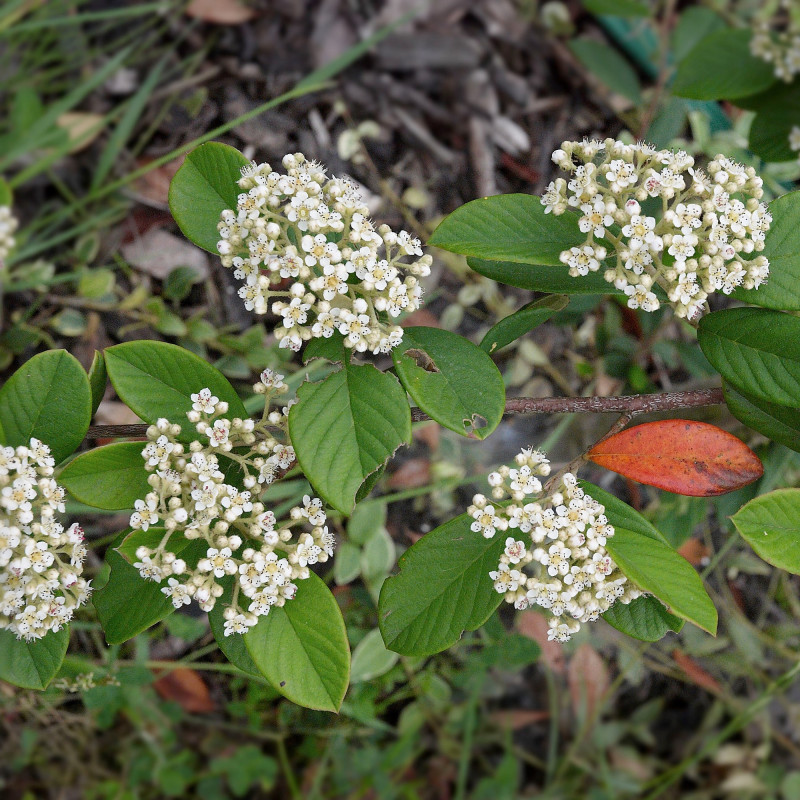 Graines de Cotonéaster laiteux - Semences de Cotoneaster lacteus