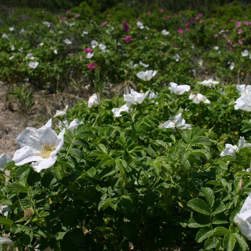 Graines de Rosier rugueux blanc - Semences de Rosa rugosa var. alba