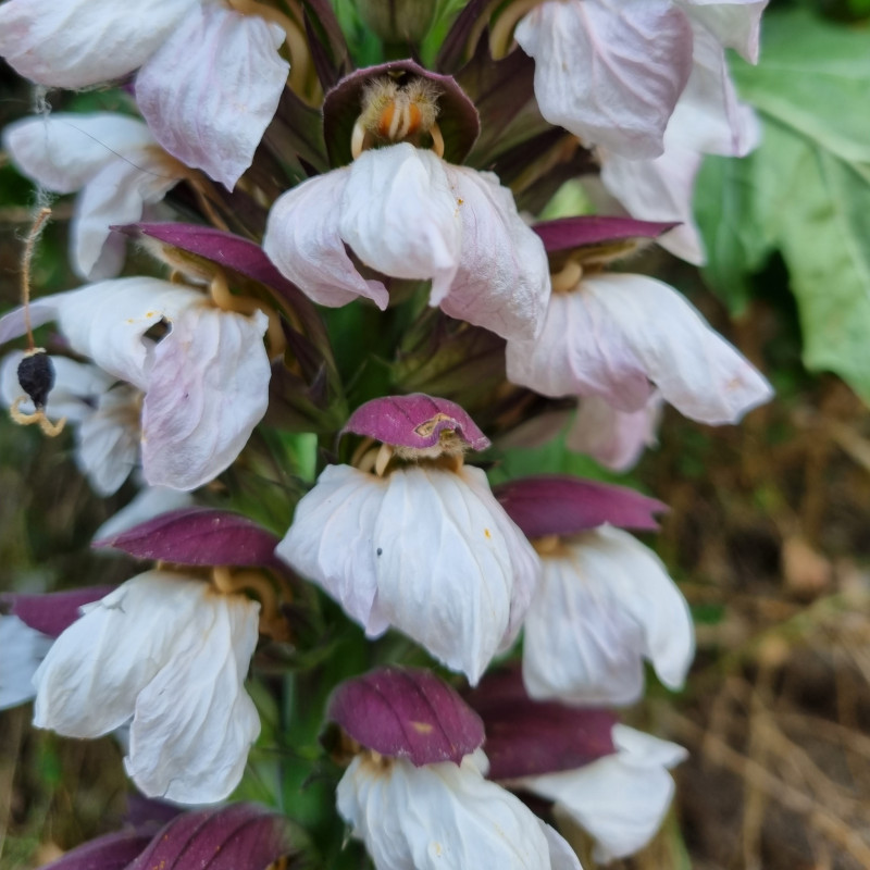 Graines d'Acanthe à feuilles molles - Semences d'Acanthus mollis