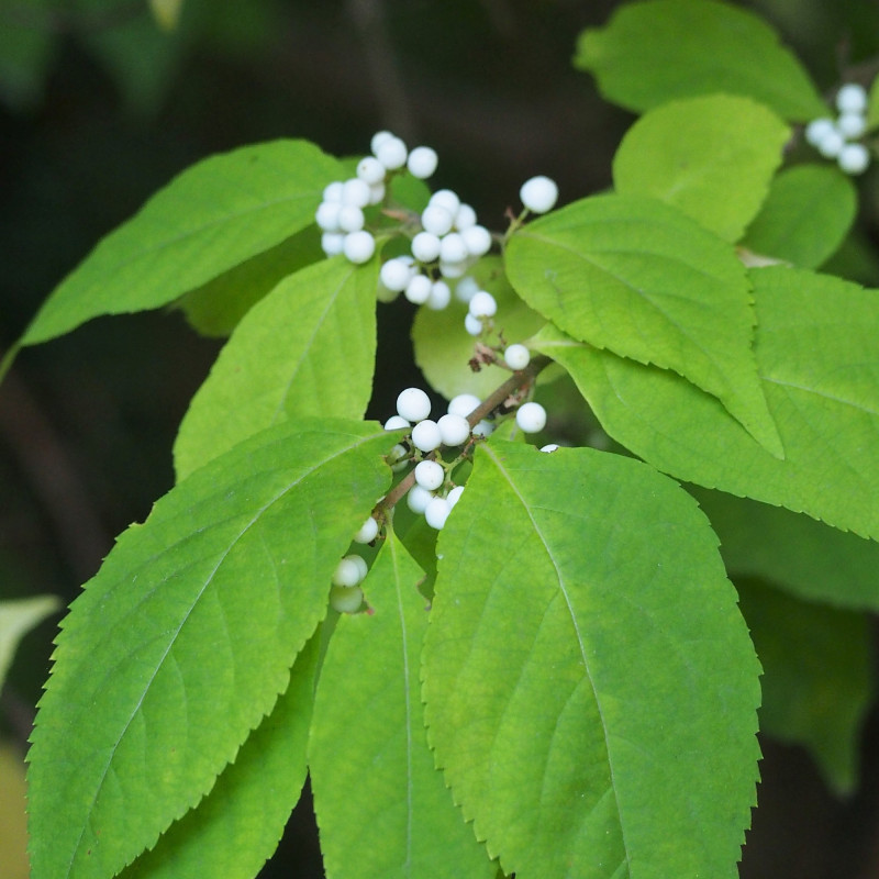 Graines d'Arbuste aux bonbons blancs - Semences de Callicarpa japonica ...
