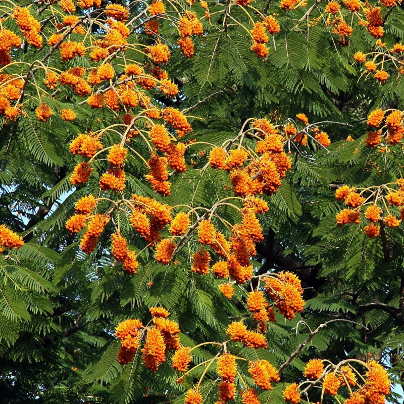 Graines de Colvillea racemosa - Semences de Colvillea racemosa