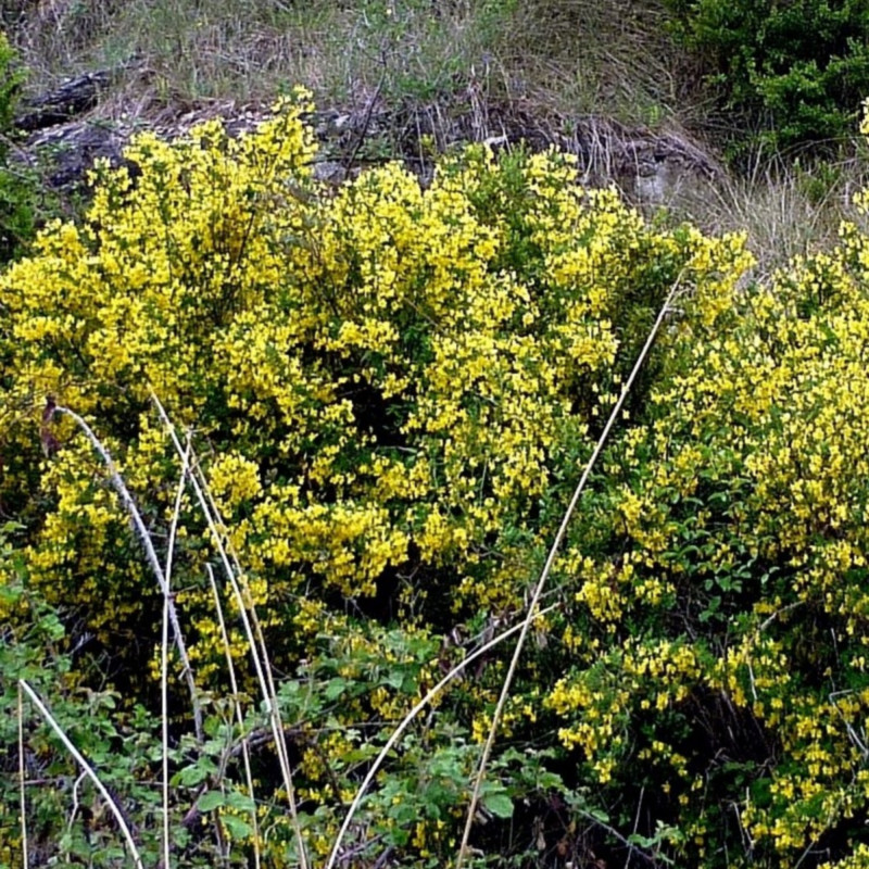 Graines de Coronille des jardins - Semences de Coronilla emerus