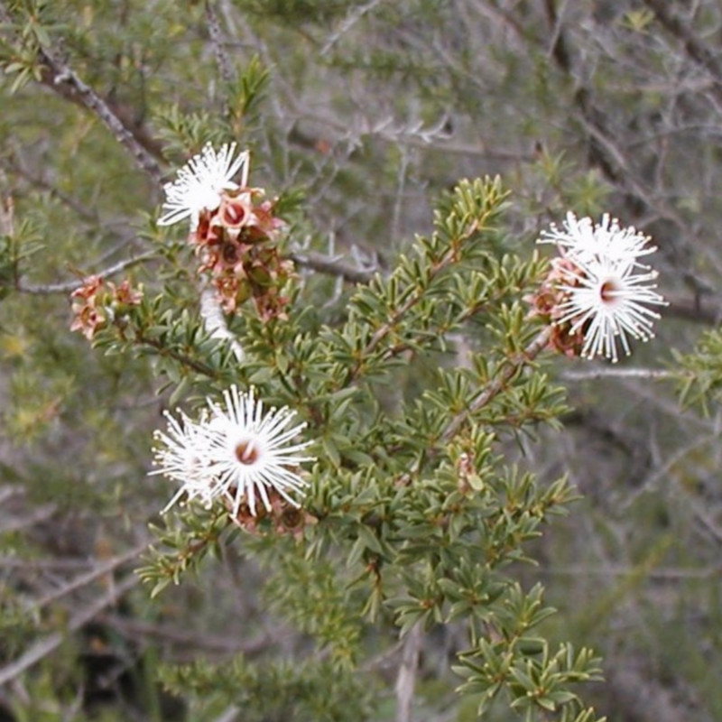 Graines de Kunzéa blanche - Semences de Kunzea ambigua