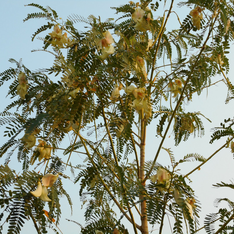Graines d'Agati à fleur écarlate - Semences de Sesbania grandiflora