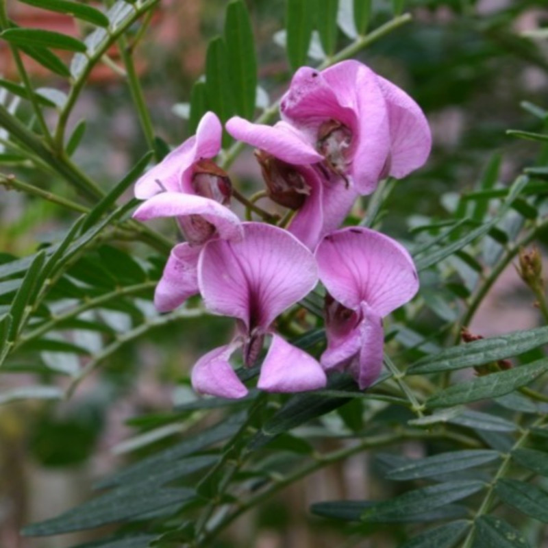 Graines de Virgilia divaricata - Semences de Virgilia divaricata