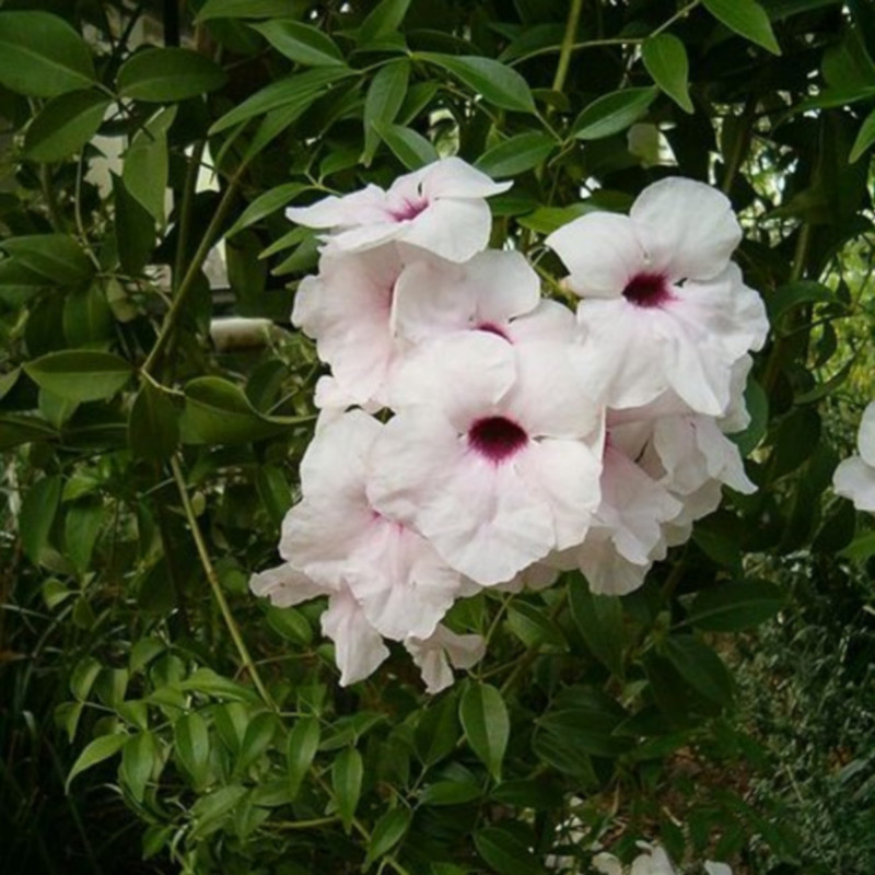 Graines de Pandoréa jasmin - Semences de Pandorea jasminoides