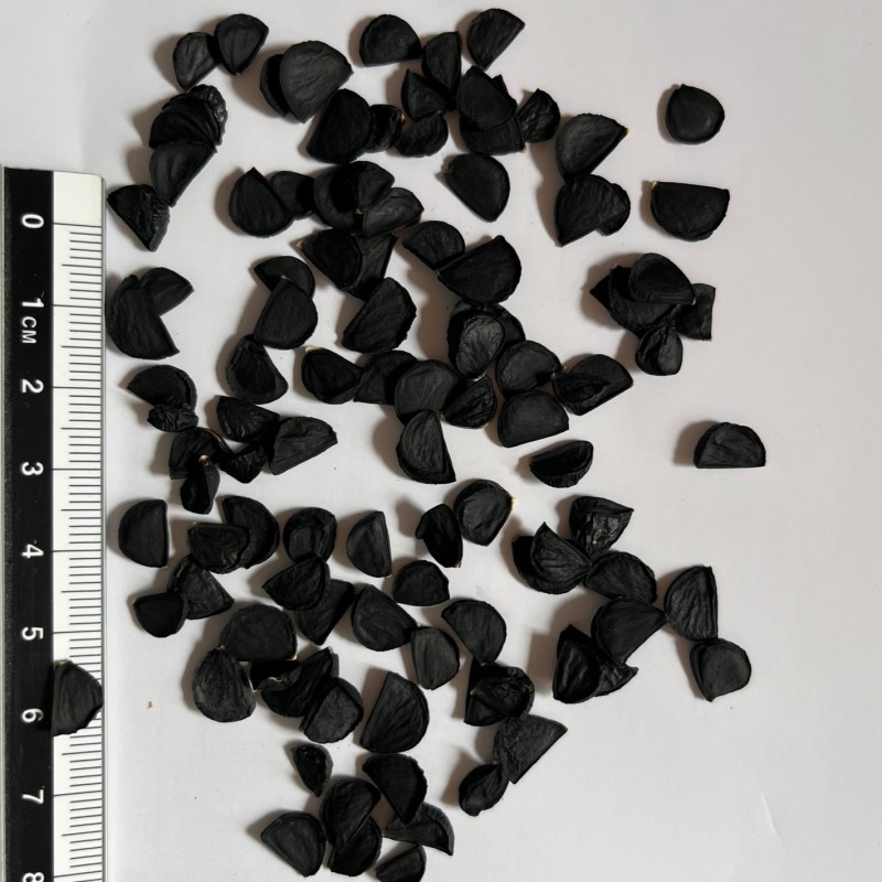 Graines de Yucca rouge - Semences de Hesperaloe parviflora rubra