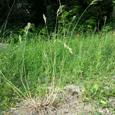 Graines de Brome mou - Semences de Bromus hordeaceus