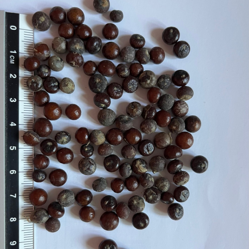 Graines de Chou palmiste - Semences de Sabal palmetto
