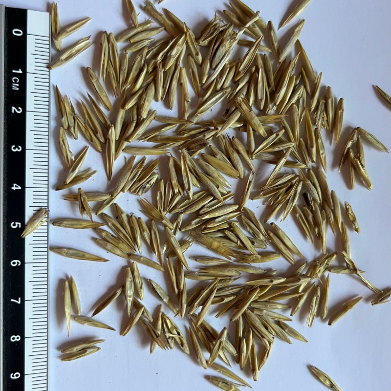 Graines de Seigle de mer, Elyme des sables - Semences d'Elymus arenarius