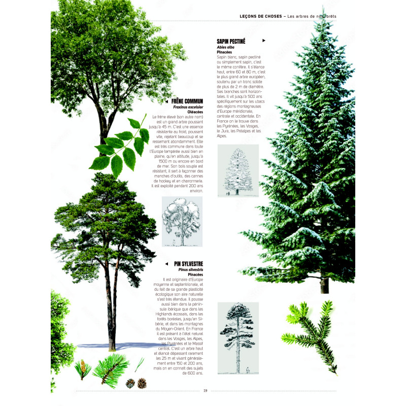 Le Livre sur les Arbres - Édition Terre Vivante & Plume de Carotte