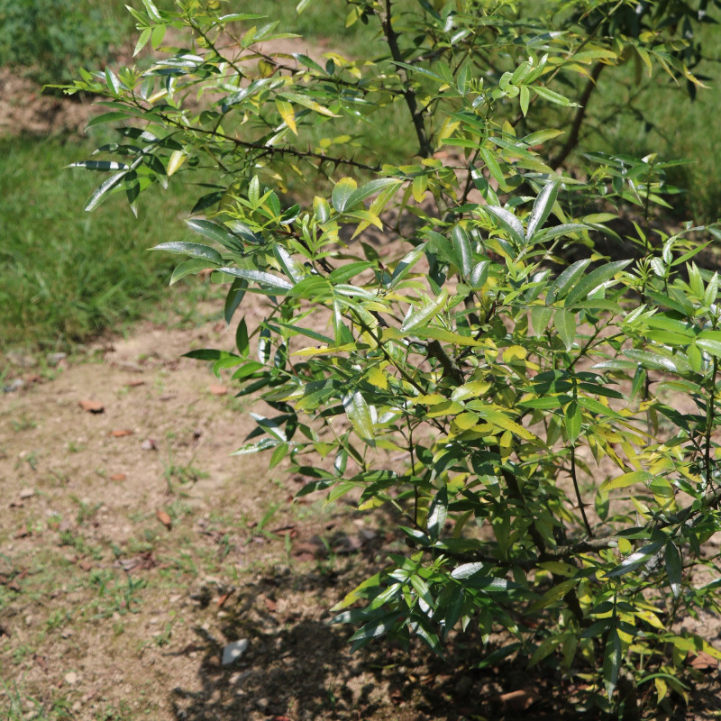 Graines de Poivre de Timut - Semences de Zanthoxylum armatum
