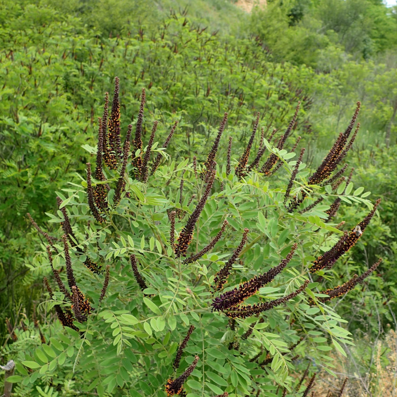 Graines de Faux indigo - Semences d'Amorpha fruticosa