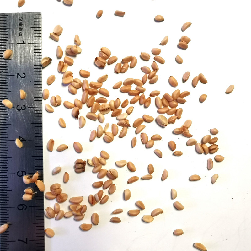 Graines de Houx verticillé - Semences d'Ilex verticillata