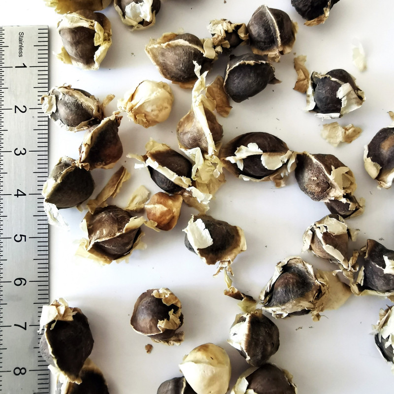 Graines de Moringa Oleifera - Semences de Moringa pterygosperma