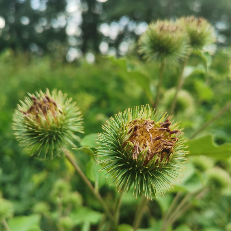 Graines de Grande bardane, officinale - Semences d'Arctium lappa