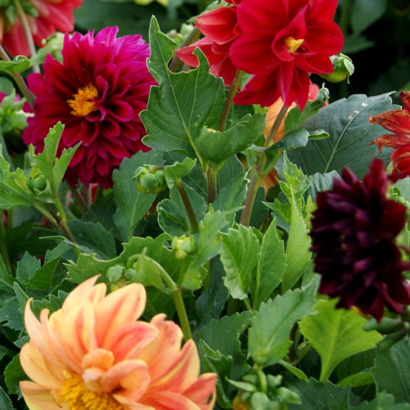 Semences de Dahlia pinnata - Graines de Dahlia nain Opera mix
