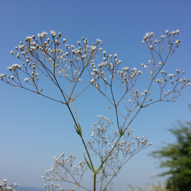 Graines de Gypsophile paniculé - Semences de Gypsophila paniculata