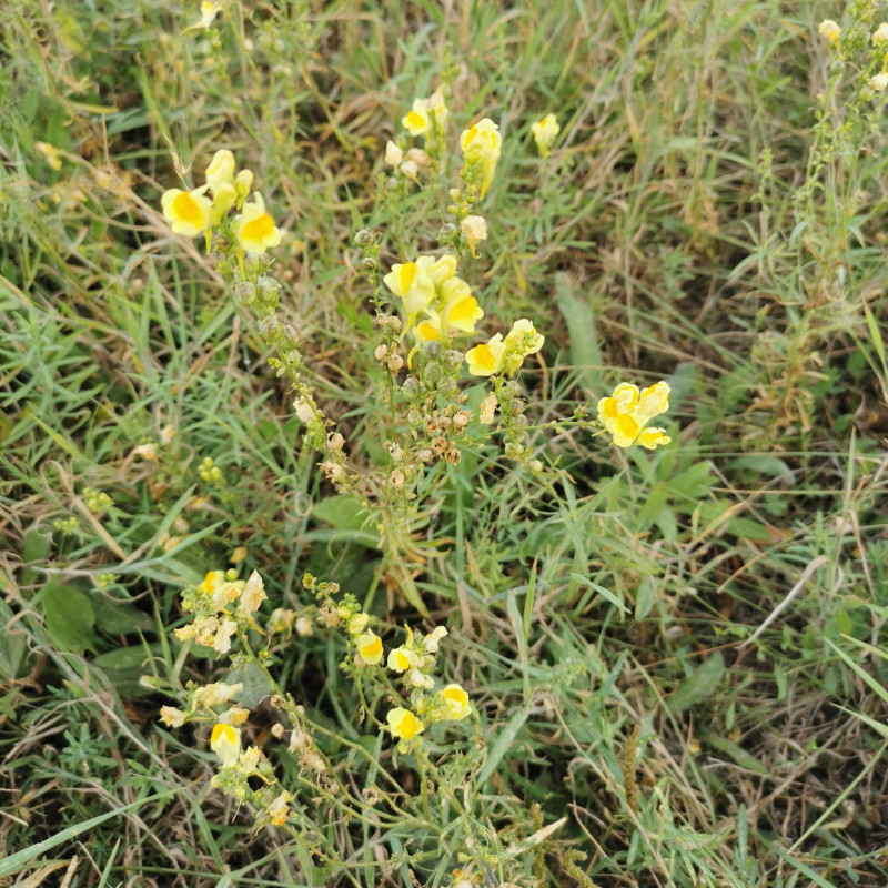 Graines de Linaire commune / sauvage - Semences de Linaria vulgaris