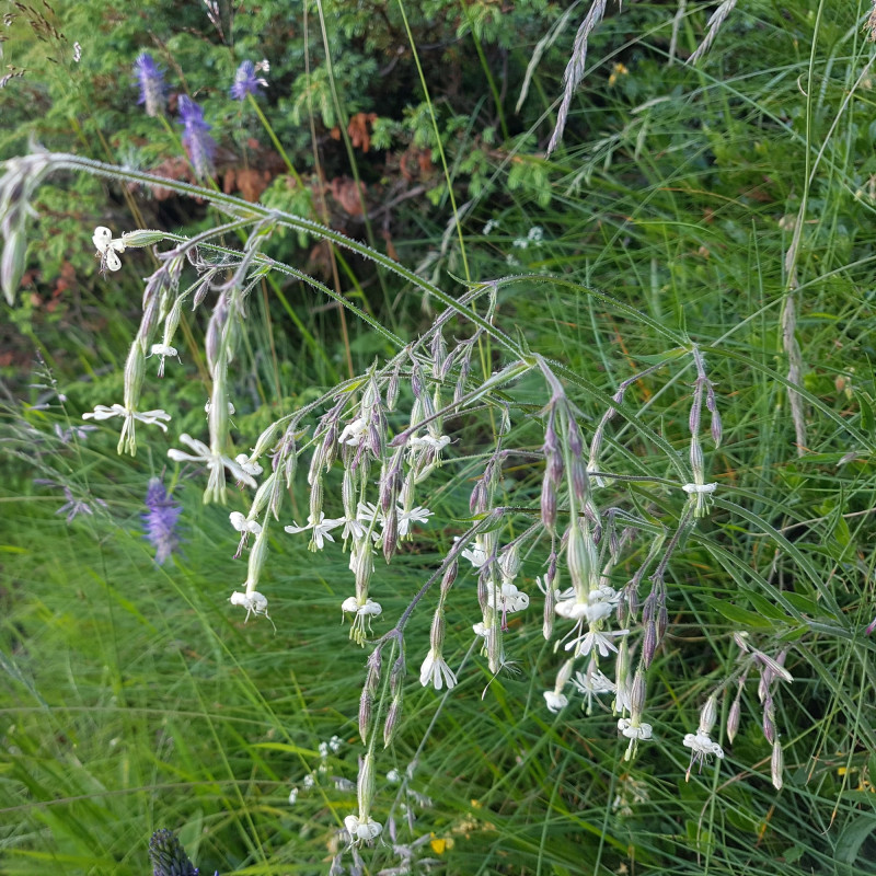 Graines de Silène penché - Semences de Silene nutans - Provenance ...