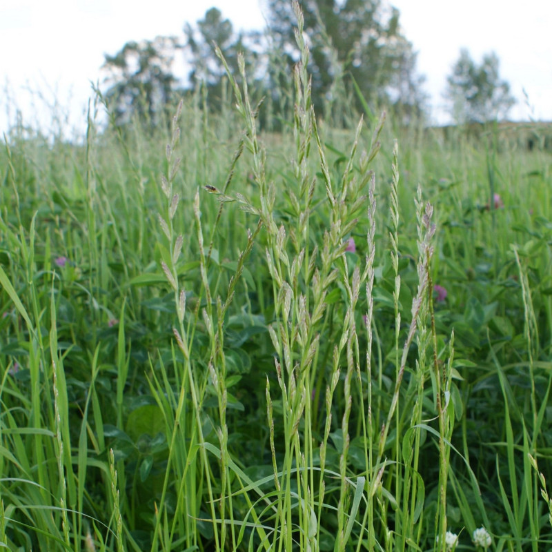 Graines de Ray-grass d'Italie - Semences de Lolium multiflorum