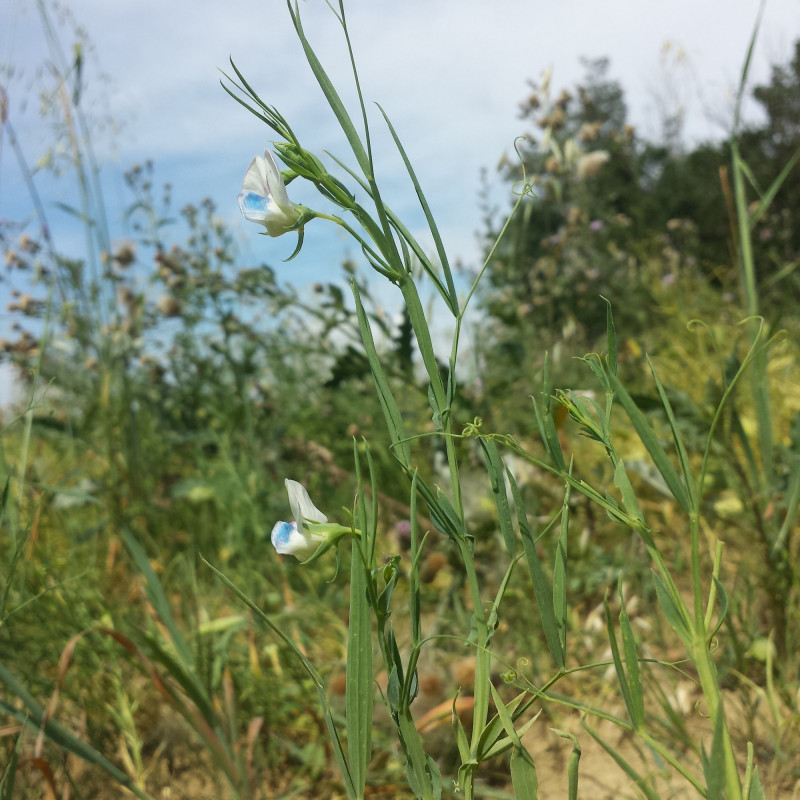 Graines de Gesse commune - Semences de Lathyrus sativus