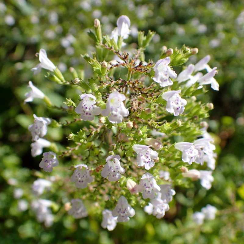 Graines de Calament - Semences de Calamintha nepeta